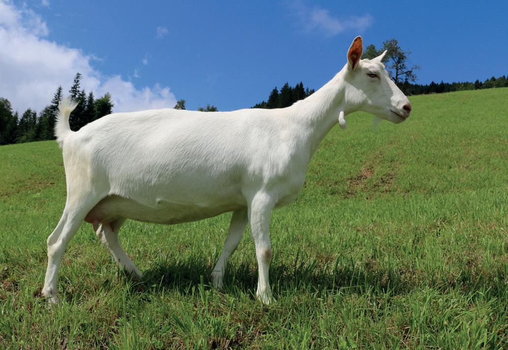Saanen Goat: Complete Breed Guide 2025 | Dairy Production | Carefree Goats