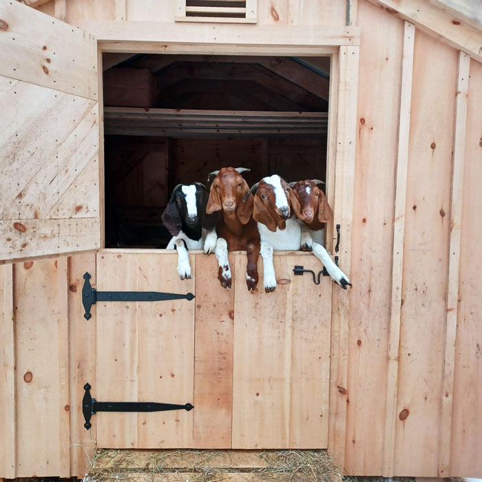 How to Build a Goat Barn: A Comprehensive Guide | Carefree Goats